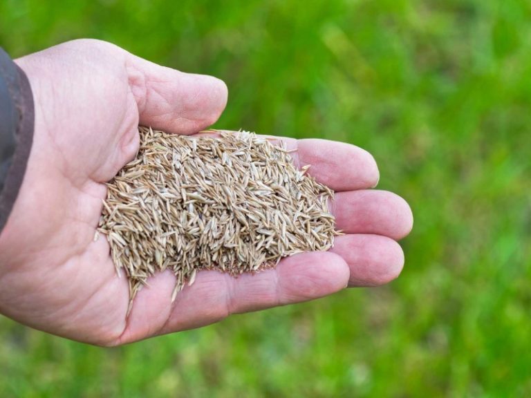 Dobro sjeme za travu temelj je lijepog travnjaka - Vijest